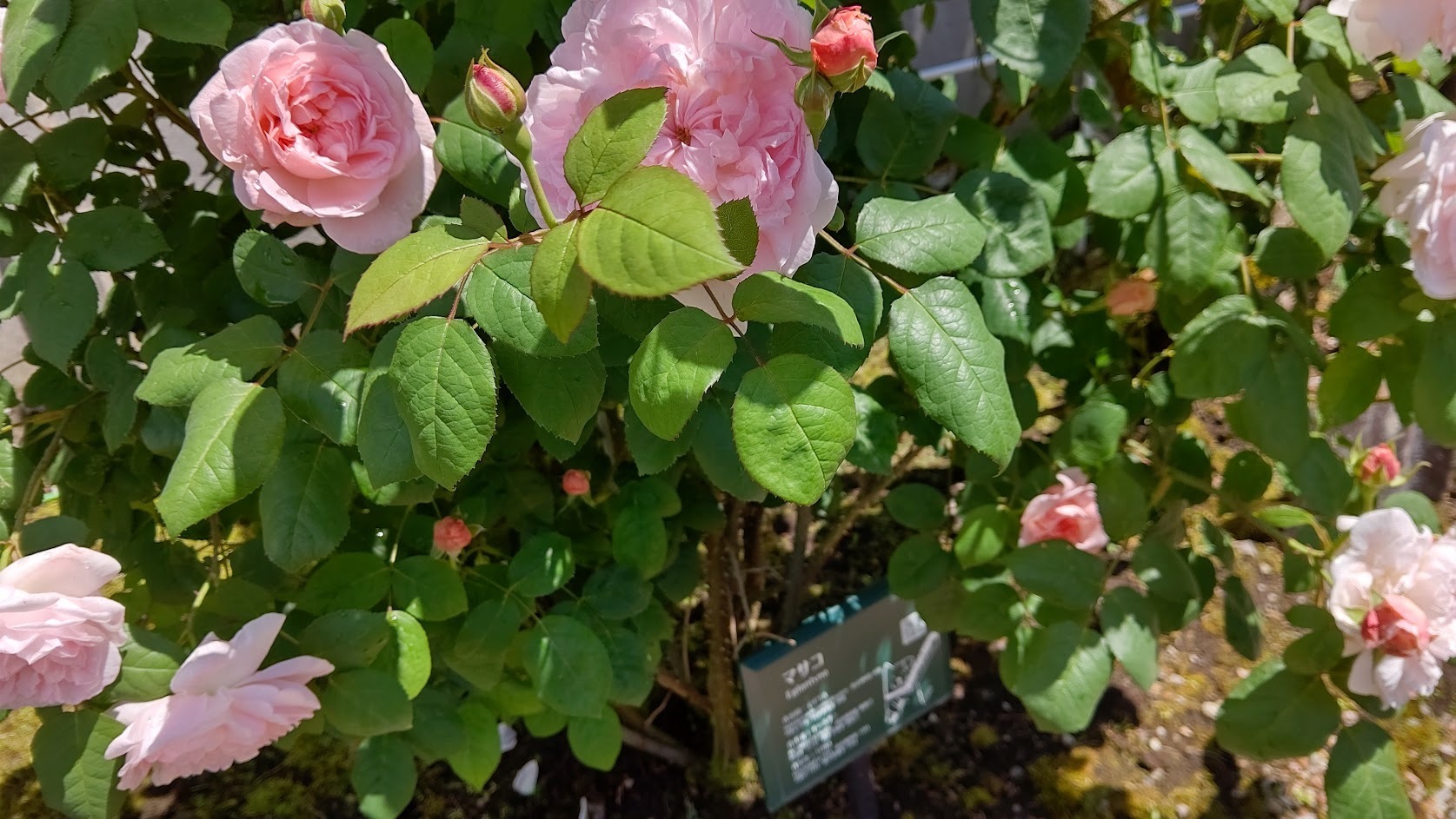 肉博とバラ祭: メジロマッコイーン亭日乗Ⅱ