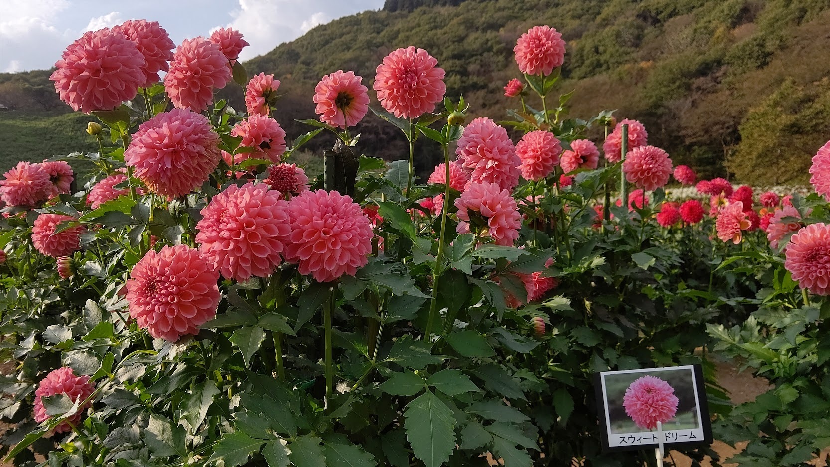 ダリア園のこと・メロンのこと: メジロマッコイーン亭日乗Ⅱ